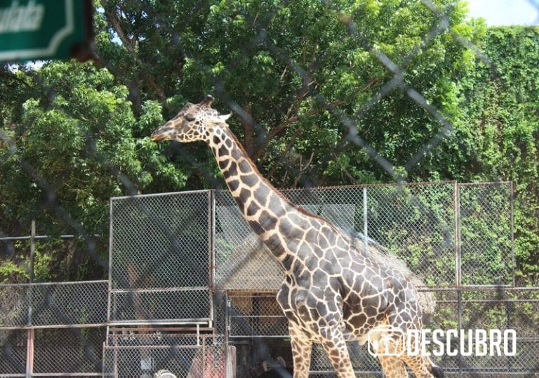 Disfruta del parque zoológico del Centenario en Mérida