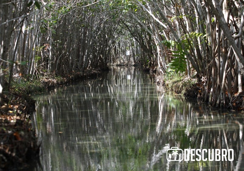 tipos de manglares archivos - Descubro