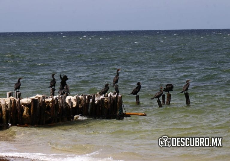 Conoce el puerto de Chabihau en Yucatán ¡Te sorprenderá!