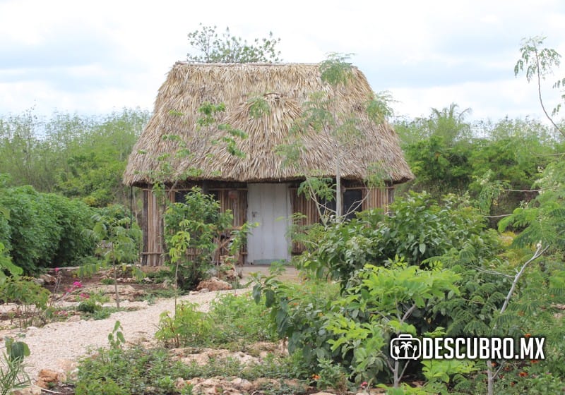 Disfruta del cenote Kikil, cerca de Tizimín en Yucatán