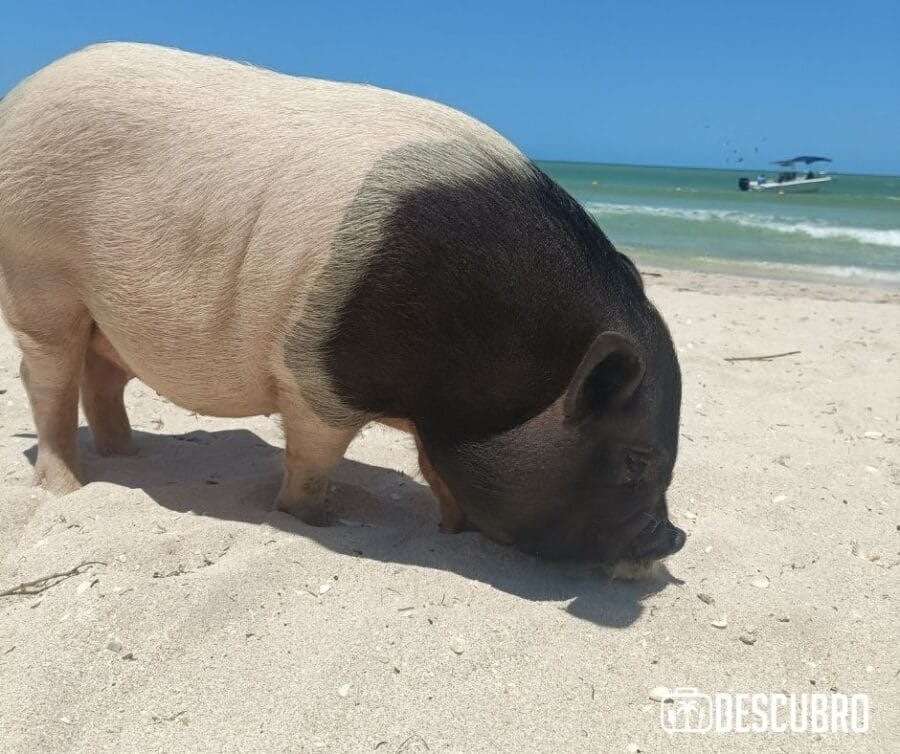 Pig Beach, descubre esta playa de cerditos en Yucatán - Descubro
