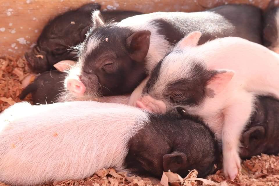 Pig Beach, descubre esta playa de cerditos en Yucatán - Descubro