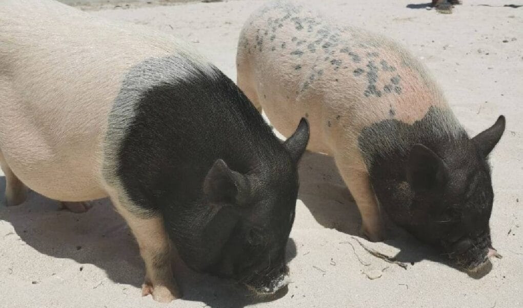 Destinos de la Península de Yucatán para visitar en 2018