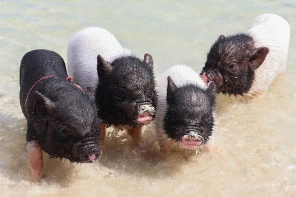 Pig Beach, descubre esta playa de cerditos en Yucatán - Descubro