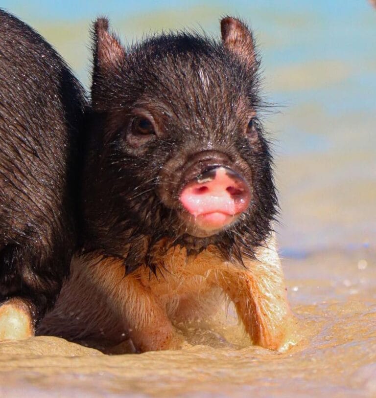 Pig Beach, descubre esta playa de cerditos en Yucatán - Descubro