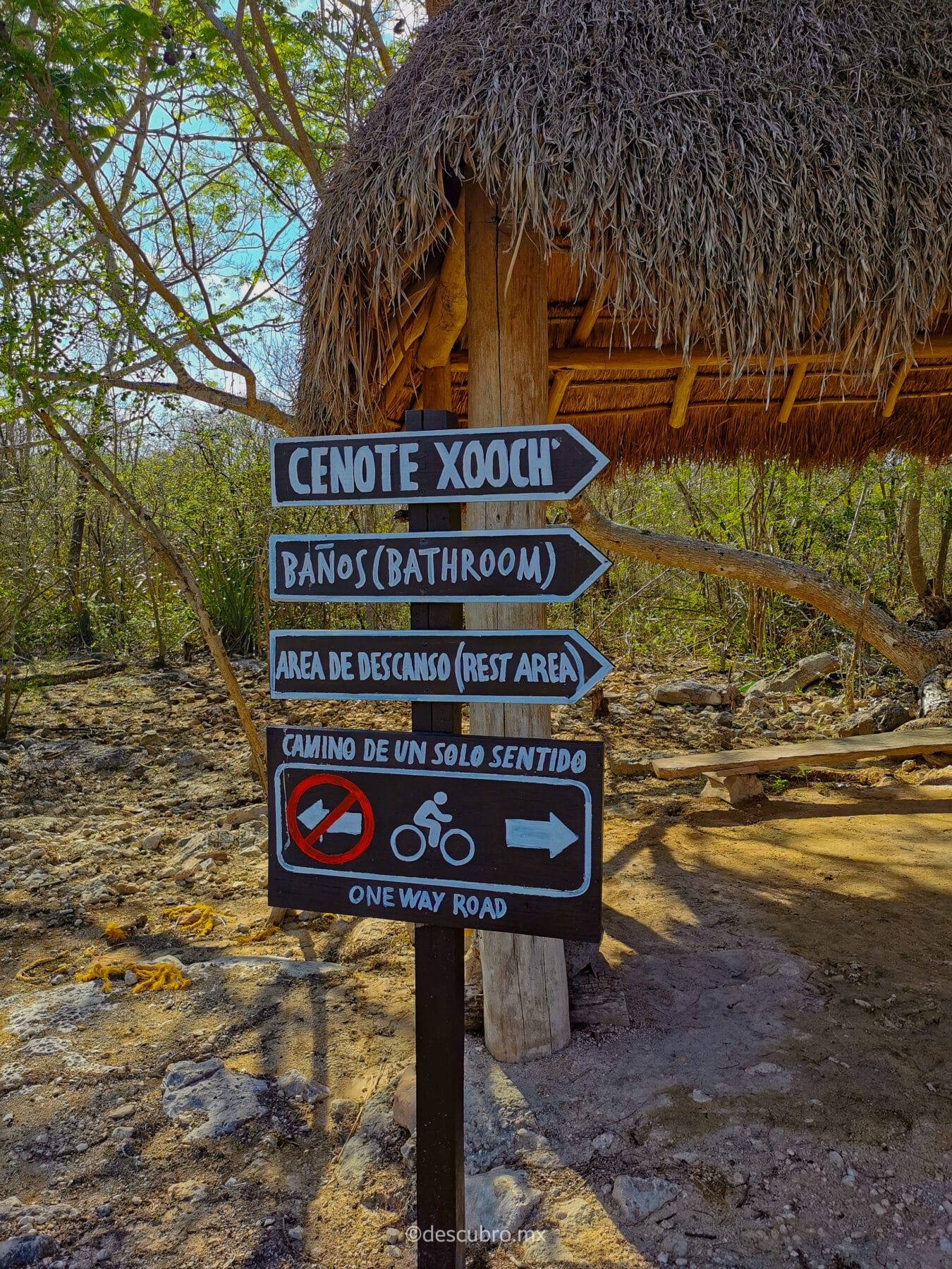 Cenote Santa Bárbara, increíble experiencia en Homún