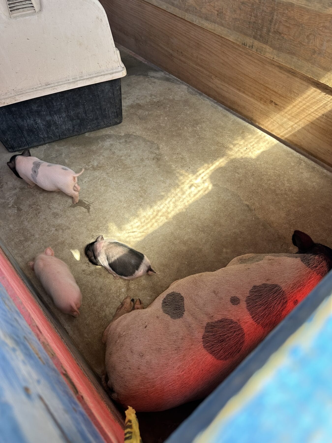 Lo nuevo en Pig beach, playa de cerditos en Yucatán