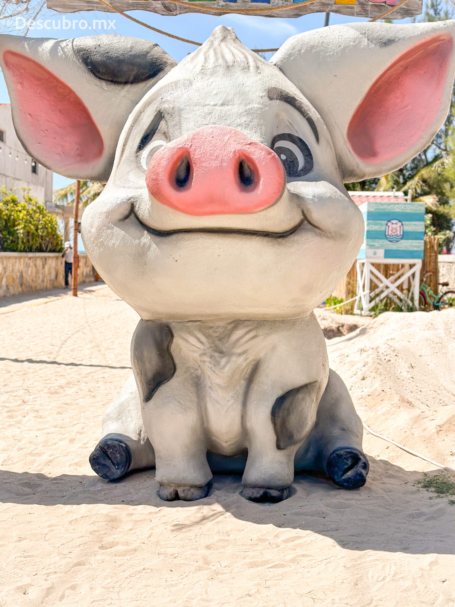 Lo nuevo en Pig beach, playa de cerditos en Yucatán