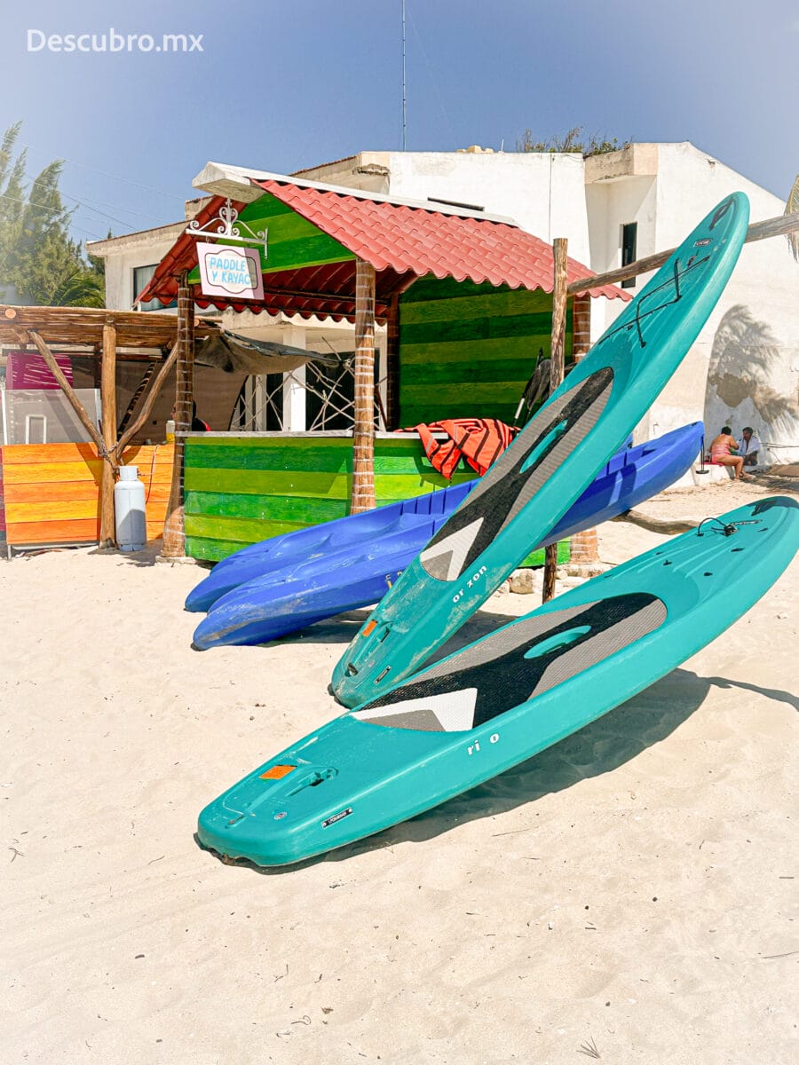 Lo nuevo en Pig beach, playa de cerditos en Yucatán