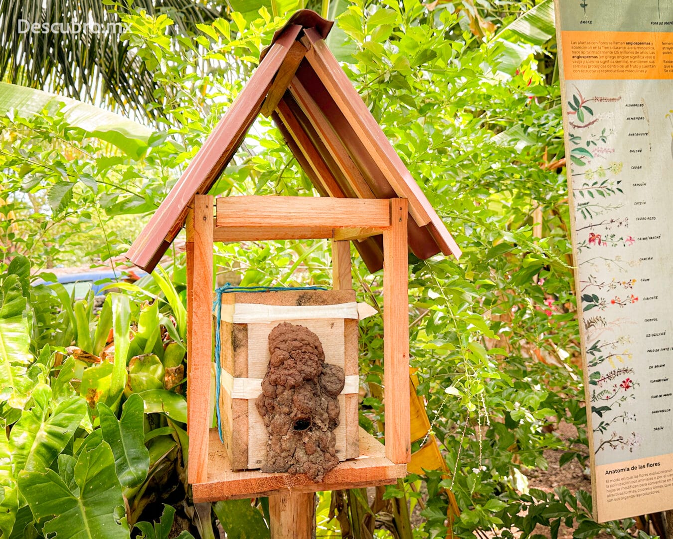 Abejas Meliponas beecheii, abeja sagrada Maya