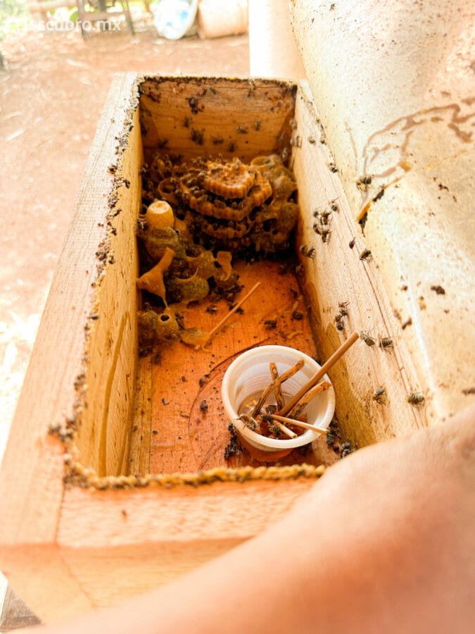 Abejas Meliponas beecheii, abeja sagrada Maya