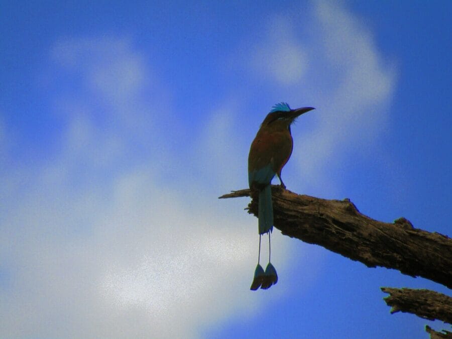 La leyenda del pájaro Toh, la hermosa ave maya de cola de péndulo