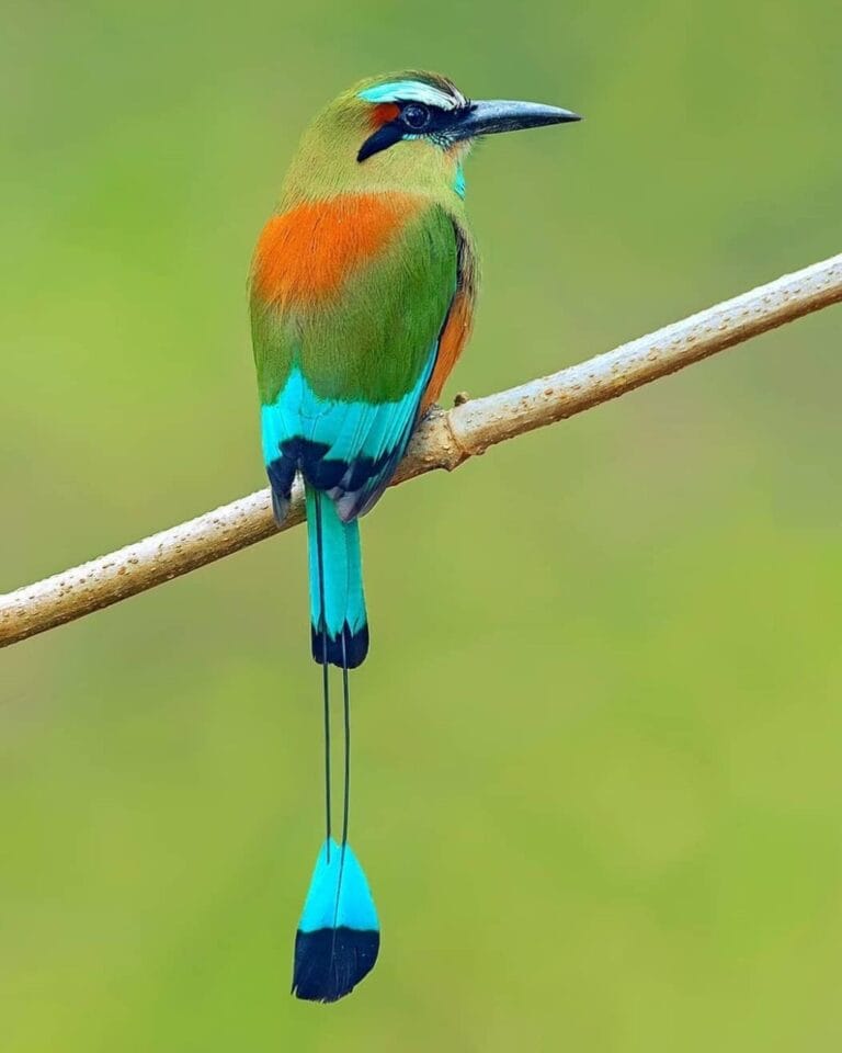 La leyenda del pájaro Toh, la hermosa ave maya de cola de péndulo