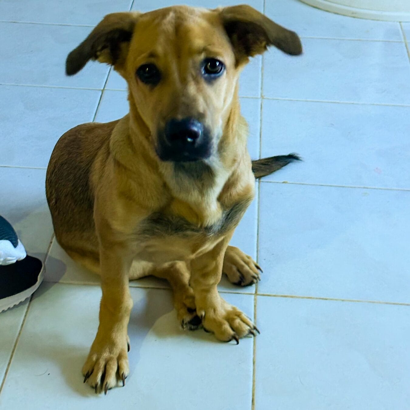 Perro Malix, qué es y por qué se llama así en Yucatán