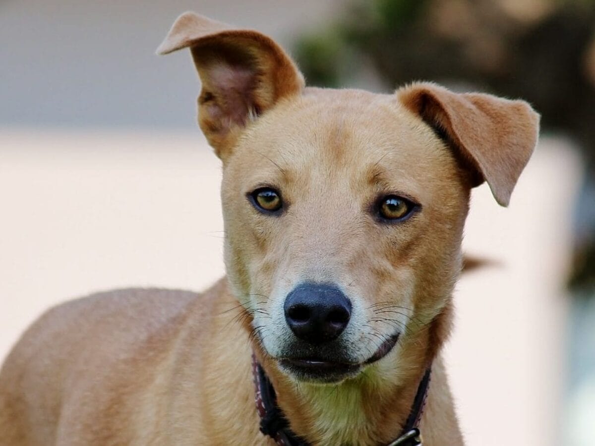 Perro Malix, qué es y por qué se llama así en Yucatán
