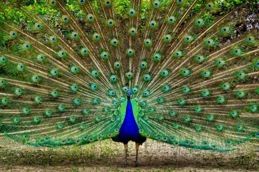 Leyenda del Pavo Real, leyenda de Yucatán - Descubro
