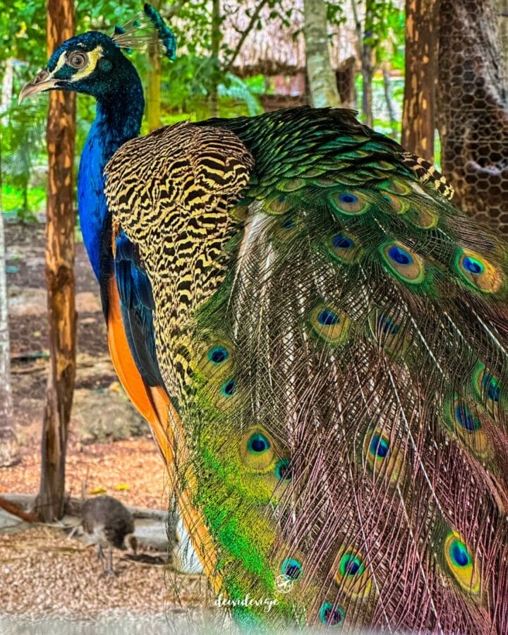 Leyenda del Pavo Real, leyenda de Yucatán - Descubro