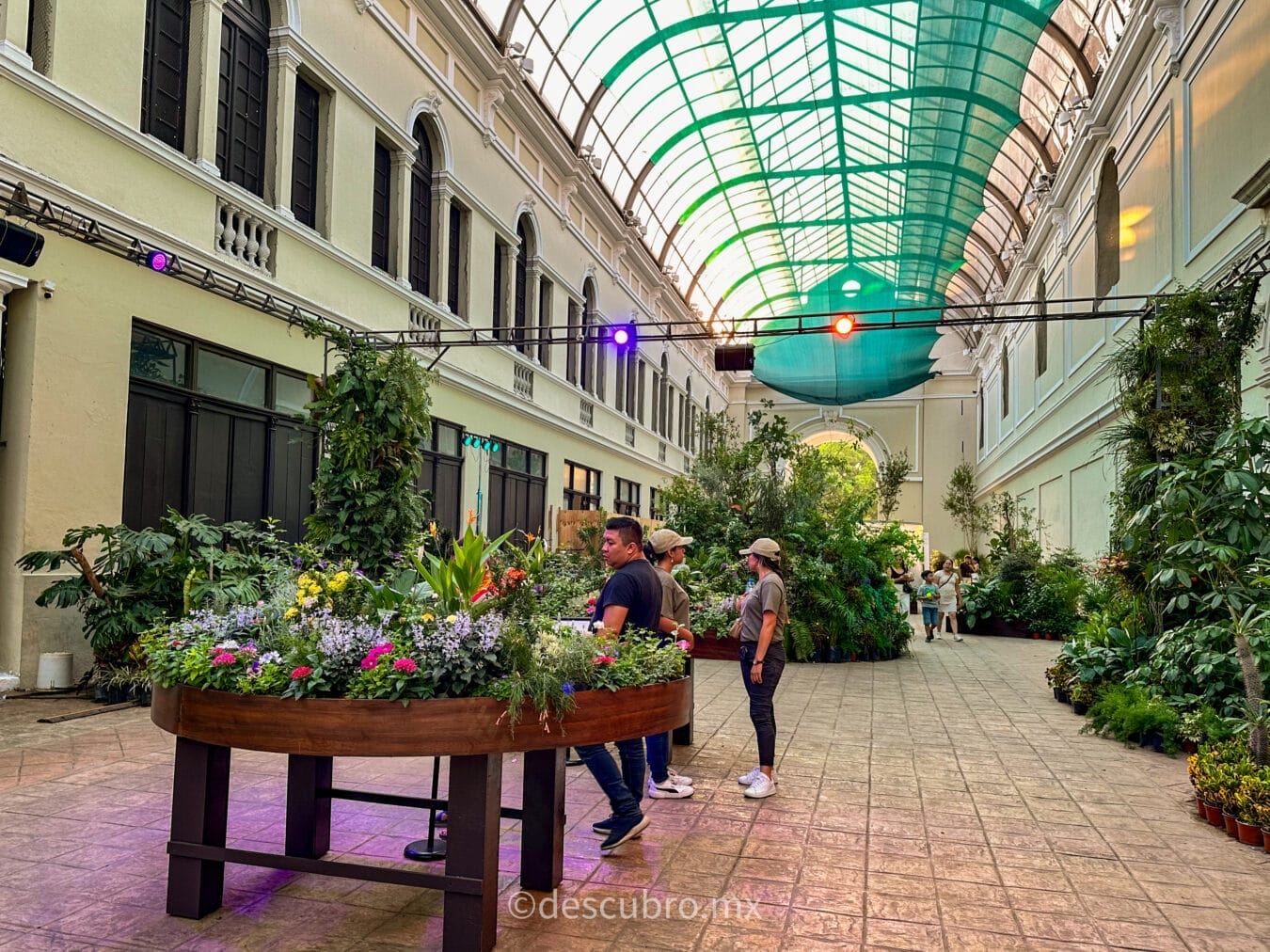 Paseo de las flores, primavera 2024 en Mérida - Descubro