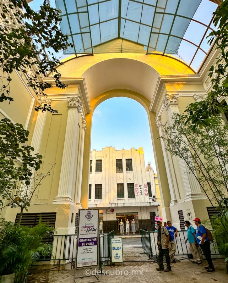 Paseo de las flores, primavera 2024 en Mérida - Descubro