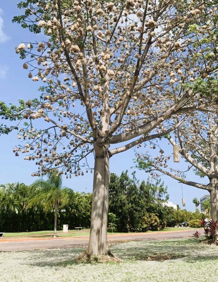 Árbol de ceiba en Yucatán, indicadores de primavera - Descubro