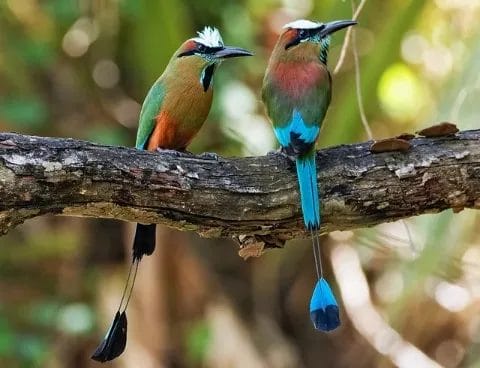 La leyenda del pájaro Toh, la hermosa ave maya de cola de péndulo