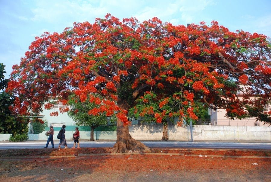 Flamboyán, el árbol que embellece la Península de Yucatán - Descubro