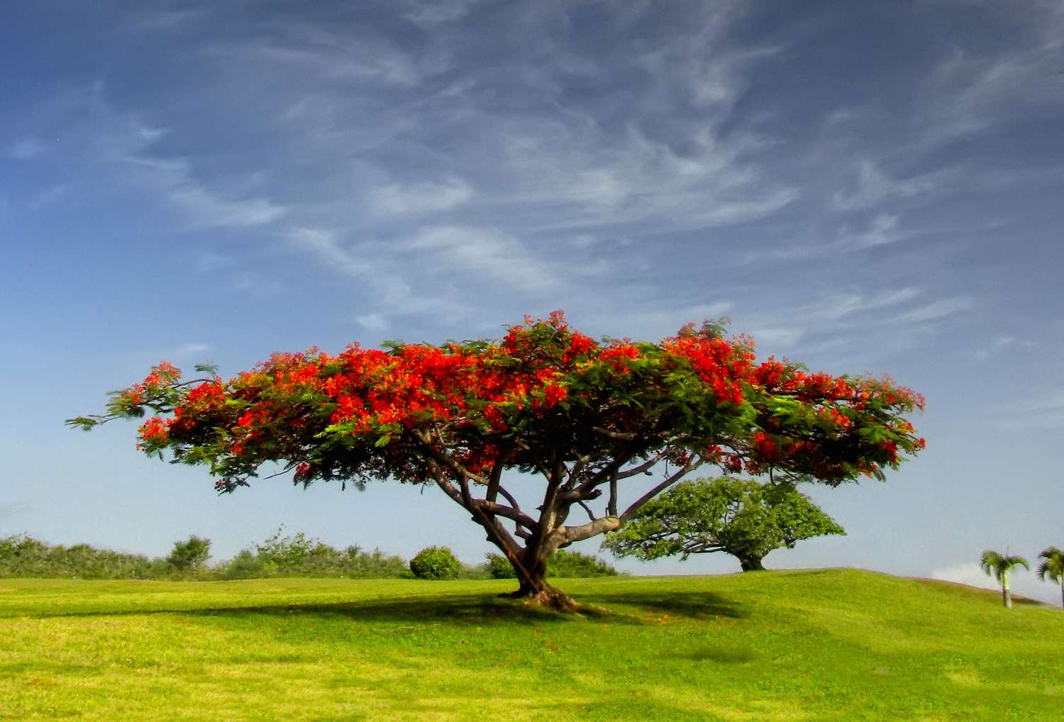 Flamboyán, el árbol que embellece la Península de Yucatán - Descubro