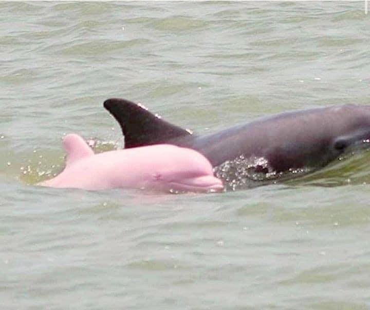 Lo que debes saber del delfín rosado que fue viral en internet - Descubro