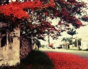 Flamboyán, el árbol que embellece la Península de Yucatán - Descubro