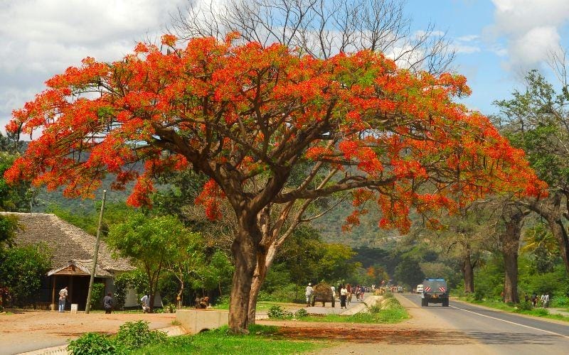 Flamboyán, el árbol que embellece la Península de Yucatán - Descubro