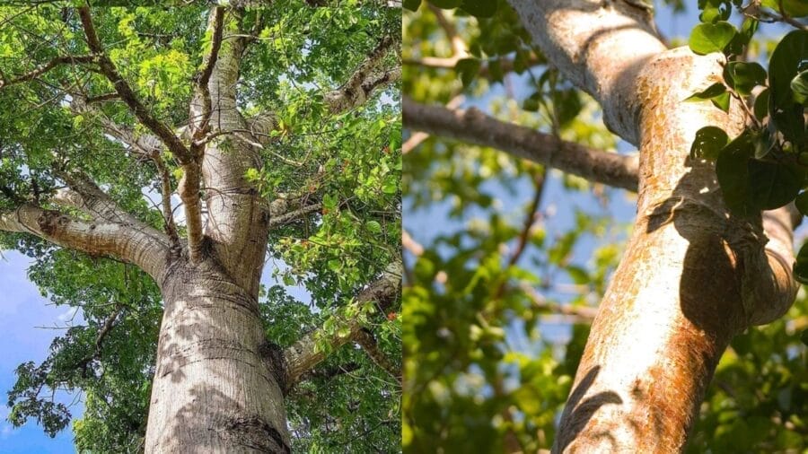 La leyenda del Chechén y el Chacá: un amor hasta la muerte