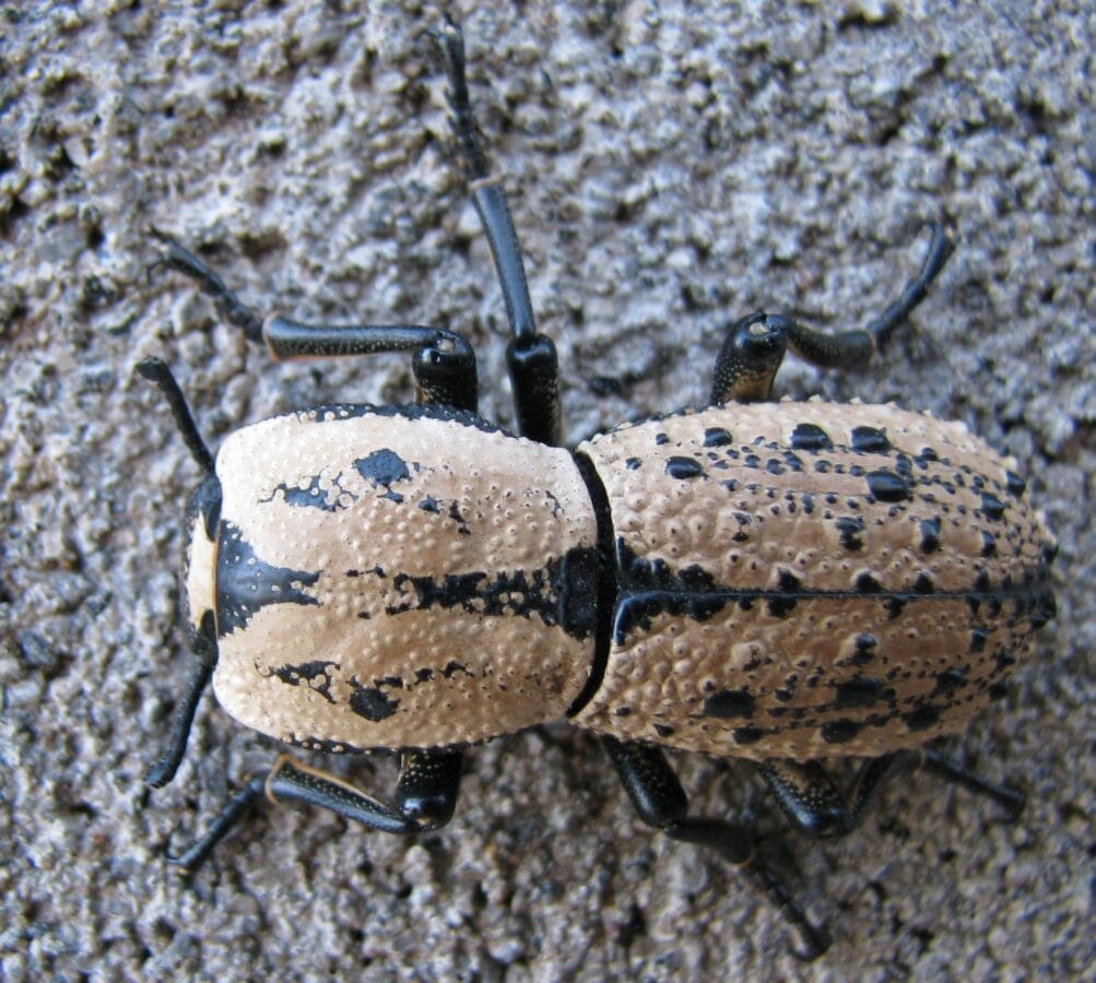 Leyendas cortas: El maquech de Yucatán - Descubro