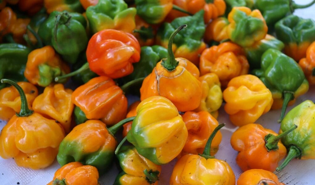 Leyendas cortas: El maquech de Yucatán - Descubro