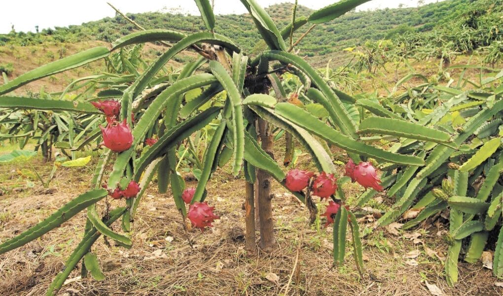 Qué es el chocolomo yucateco, un exquisito platillo que cautiva - Descubro